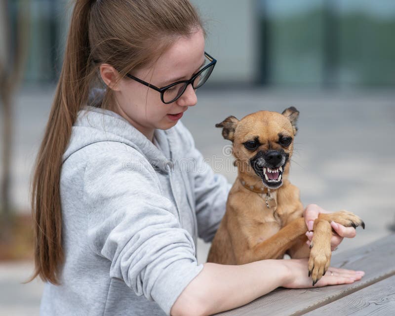 A Small Dog Grins and Shows Aggression Towards Its Owner during a Walk ...