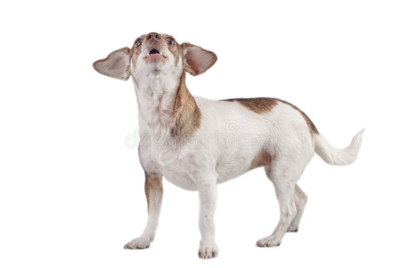 354 Happy Dog Howling Outline Stock Photos - Free & Royalty-Free Stock ...