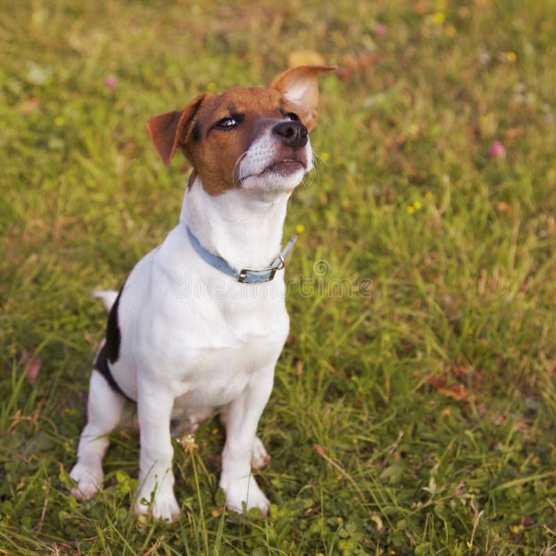 Small dog, Jack Russel stock image. Image of terier, attractive - 34306855