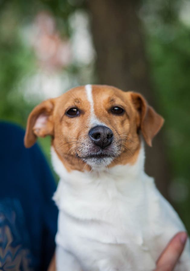Small Dog of the Jack Russell Terrier Breed with White and Brown Spots ...