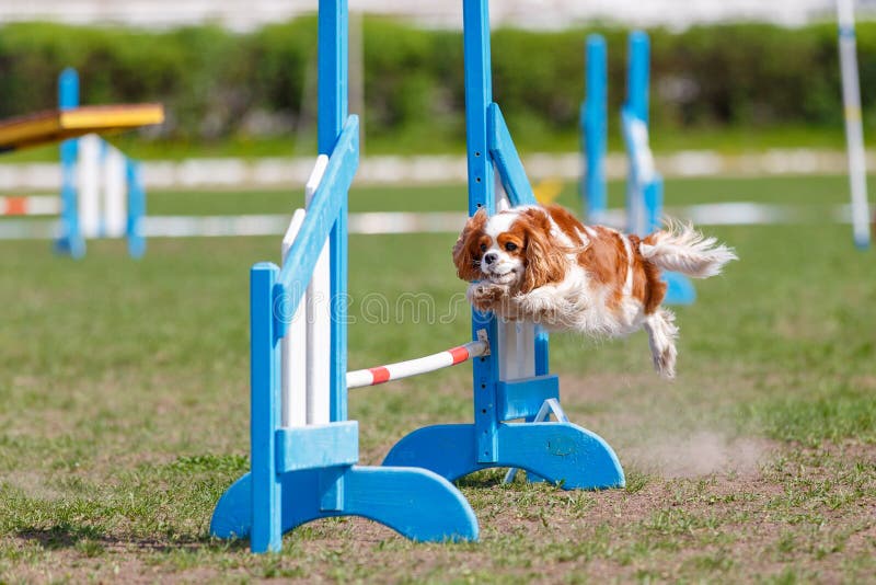Small Dog Jumping Over an Obstacle on Its Course in Dog Agility Sport ...