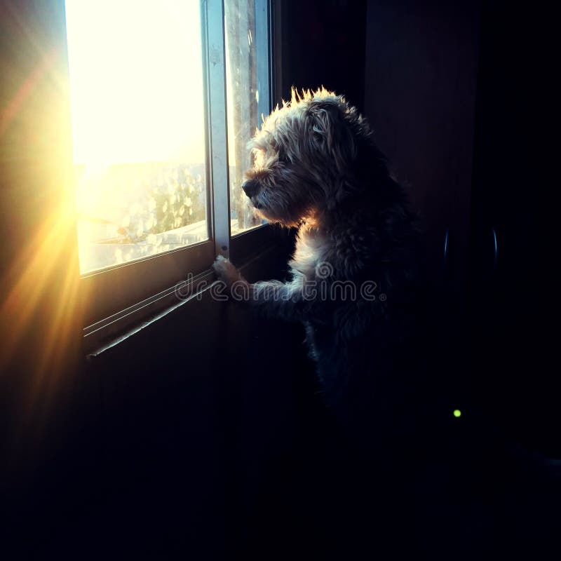 Small Dog Looking Out a Window Stock Image - Image of archipelago, hope ...