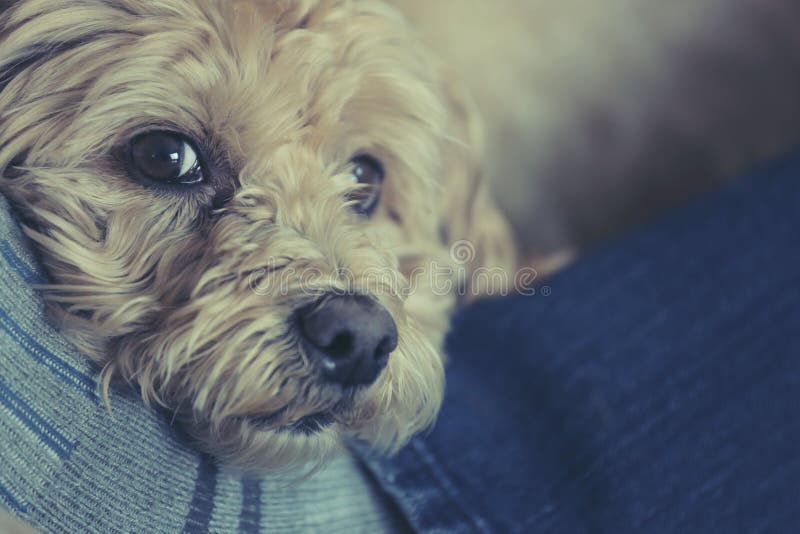 Small Cockapoo Dog on a Mans Legs Stock Image - Image of background ...