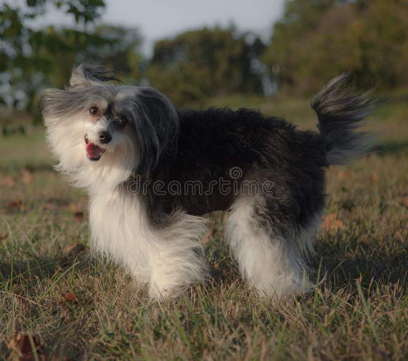 Dog Unknown Breed is Cheerfull and Posing Stock Image - Image of ...