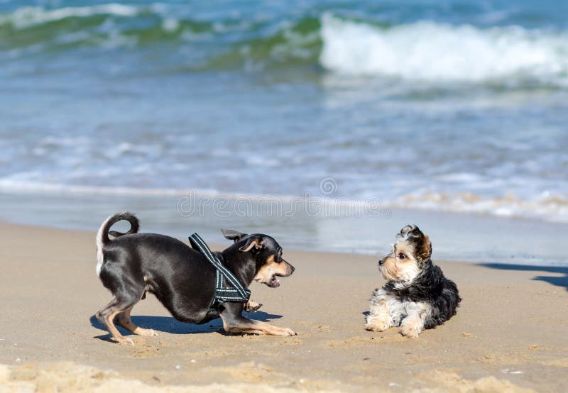 Small dog plays stock image. Image of mammal, happy, funny - 51926805