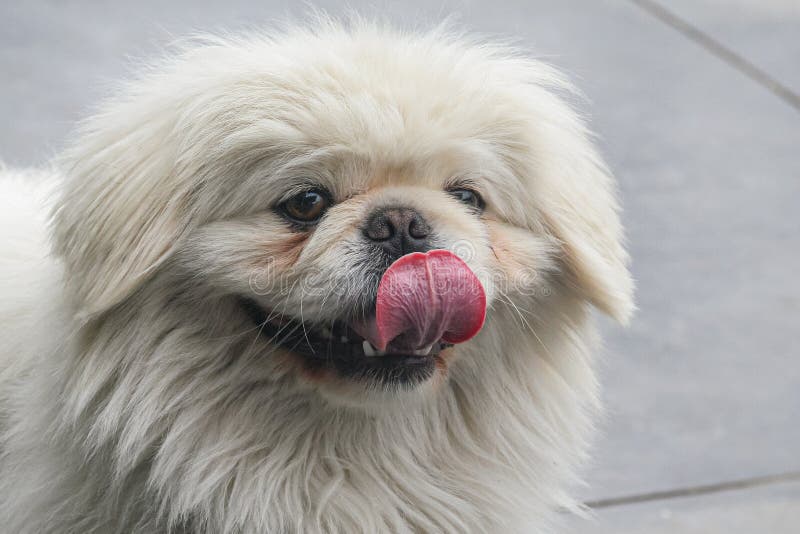 Small dog portrait stock image. Image of animal, hound - 196535209