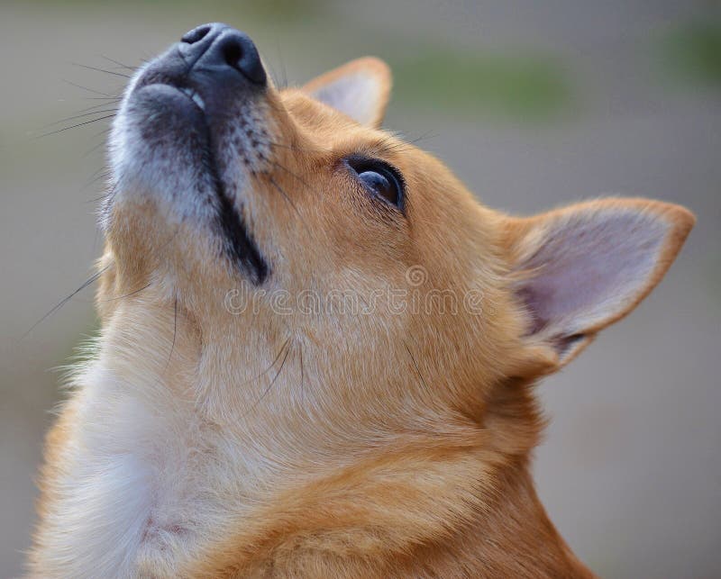 Pomeranian Dog Looking Upwards Stock Photos - Free & Royalty-Free Stock ...