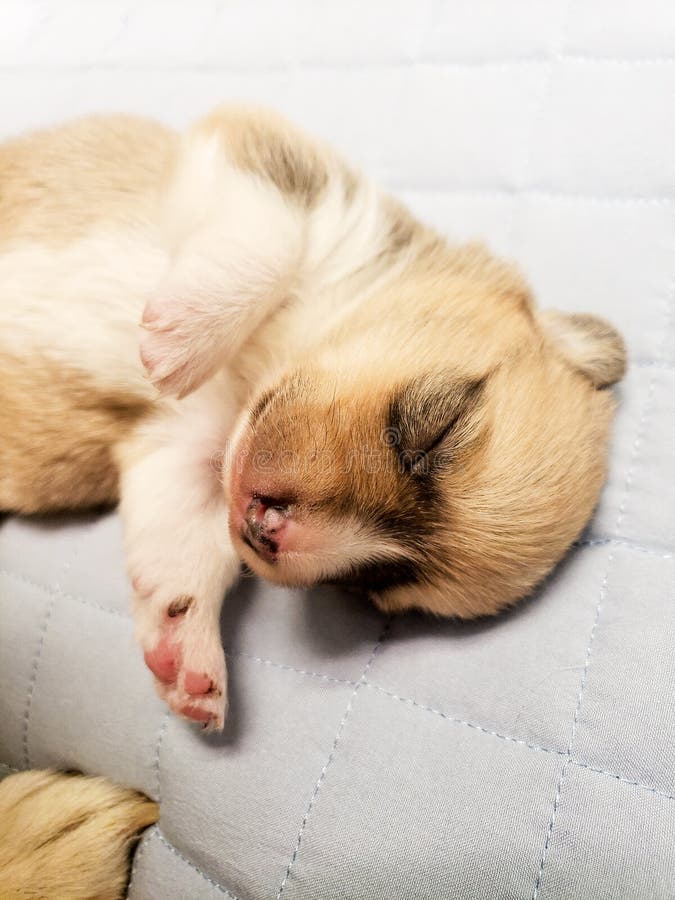 Small Dog Puppy Breed Sleeping on Back Stock Photo - Image of born ...