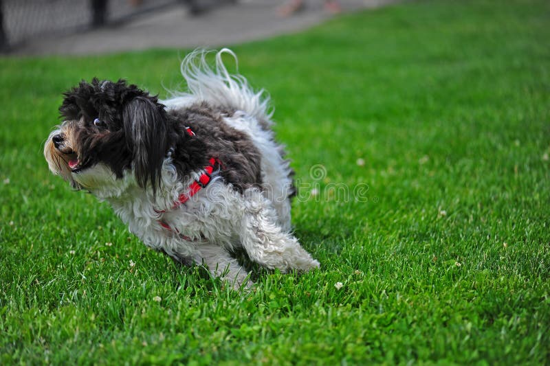 Happy Dog with Owner at Park. Stock Photo - Image of chair, climbs ...