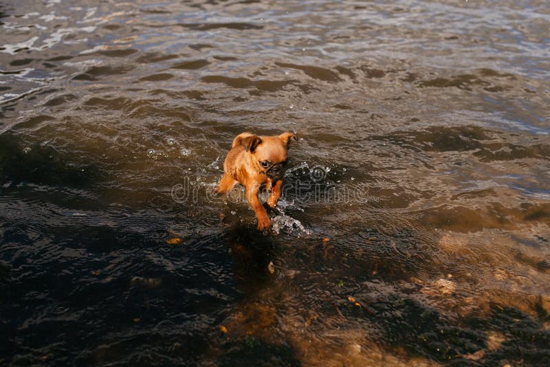 Small Dog Runs on the Water. Lovely Pets. Dog Stock Image - Image of ...