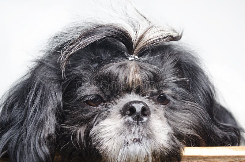 Small dog with sad snout stock image. Image of long, beautiful - 79760009