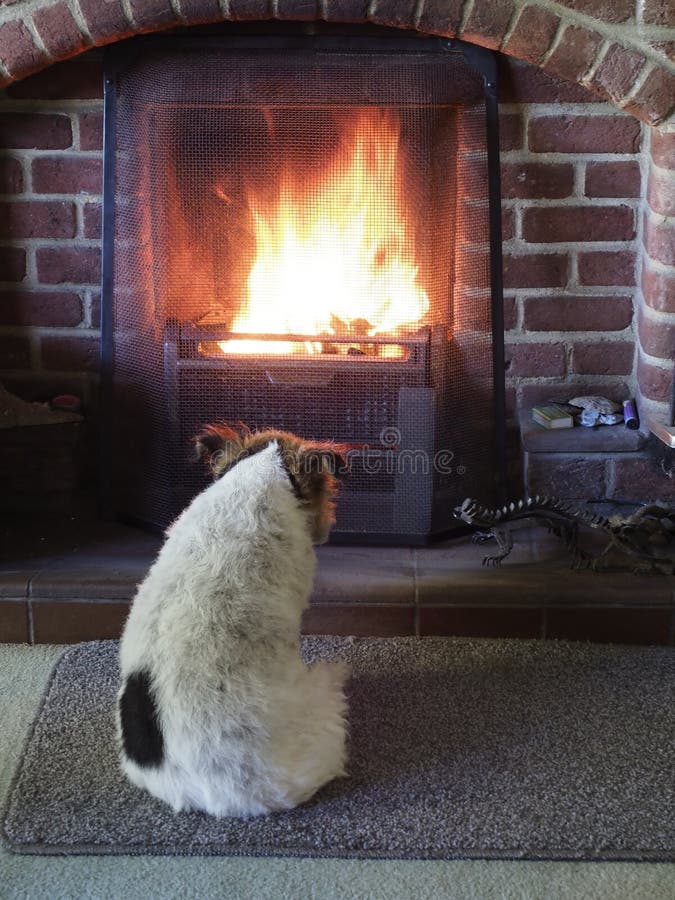 A Small Dog Sat in Front of Roaring Coal Fire Warming Himself Stock ...