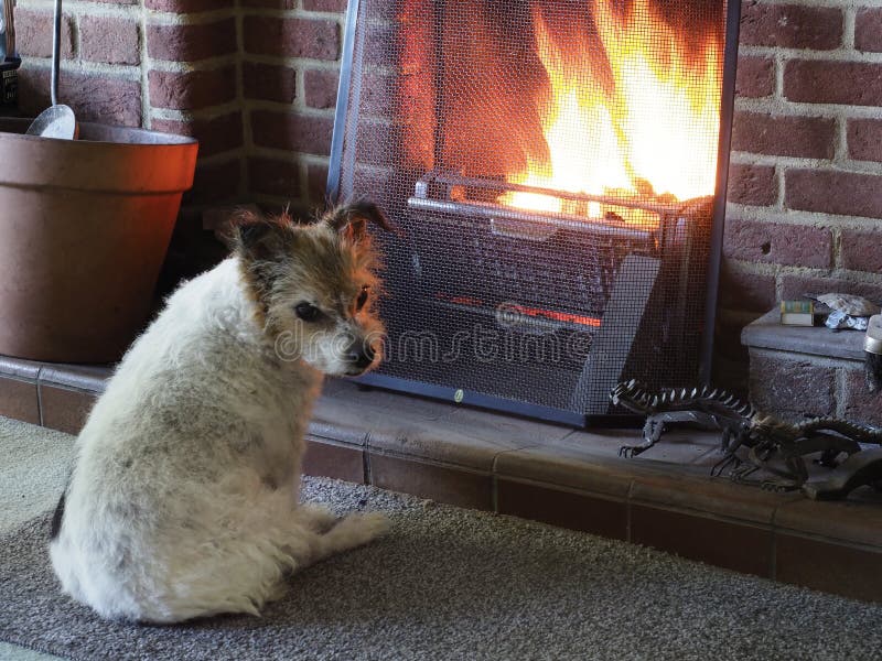 Small White Dog Sat in Front of Roaring Fire at CHRISTMAS Stock Image ...