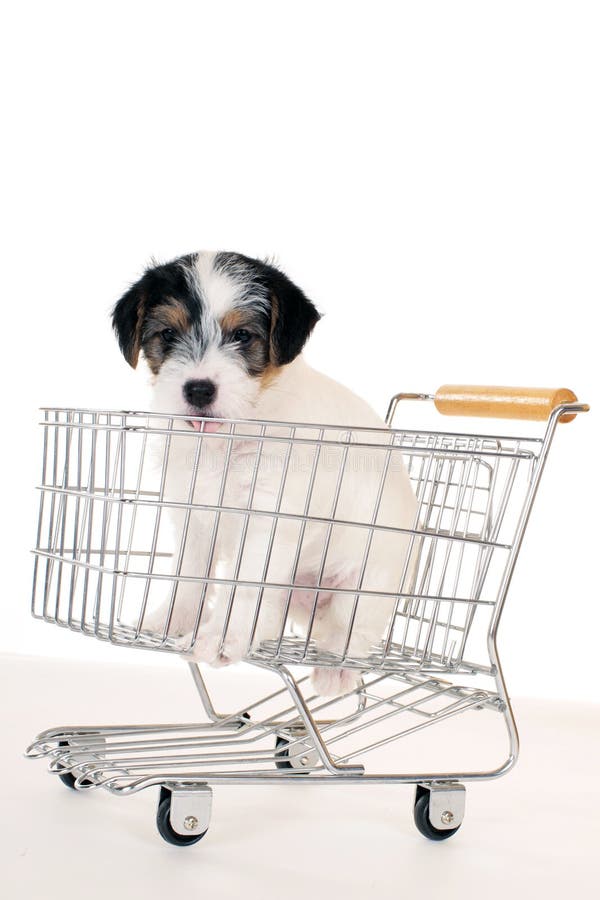 Dog with shopping cart stock photo. Image of cart, lady - 52528622