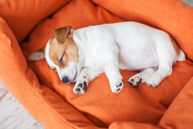 Small Dog Sleeping at Home on the Orange Bed Stock Image - Image of ...