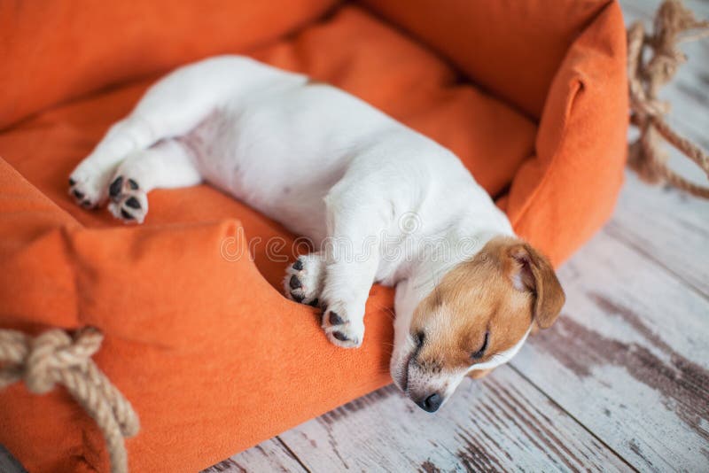 Small Dog Sleeping at Home on the Orange Bed Stock Image - Image of ...