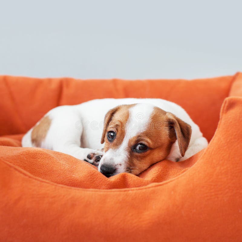 Small Dog Sleeping at Home on the Orange Bed Stock Photo - Image of ...