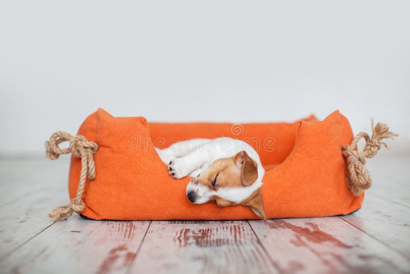 Small Dog Sleeping at Home on the Orange Bed Stock Image - Image of ...