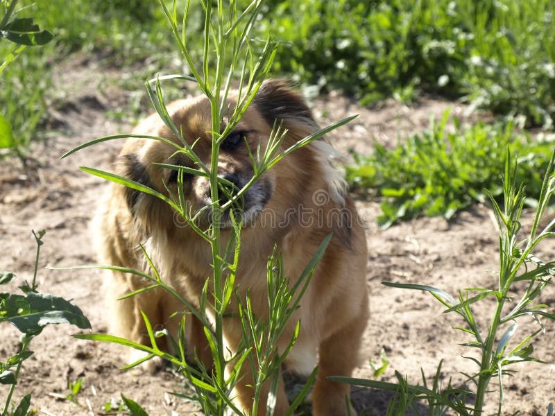 Small dog stock photo. Image of mammal, flower, garden - 254091222