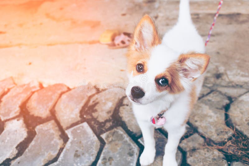 Small Dog Standing Curious in Home. Stock Image - Image of friend ...