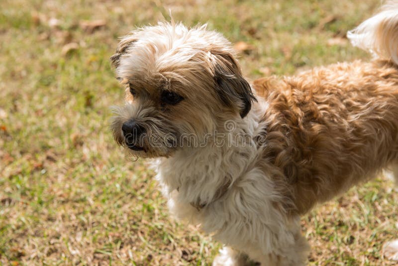 Small Dog Standing on Grass and Looking Concentrated Stock Image ...