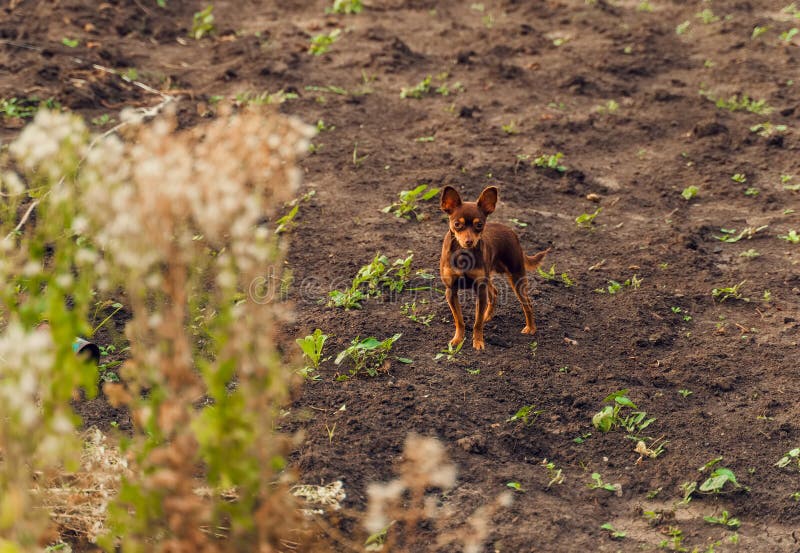 Small Dog Standing in Middle of Field Stock Photo - Image of stand ...