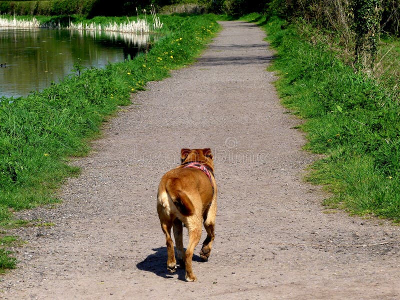 Small Dog Walking Up a Canal Path in Devon, England Stock Image - Image ... Small Dog Walking Up a Canal Path in Devon, England Stock Image - Image ...