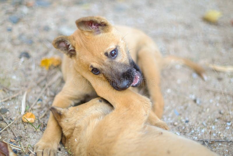 Small dogs playing stock photo. Image of portrait, together - 140101628