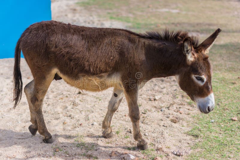 Small Domestic Donkey in the Zoo Stock Photo - Image of wild, rural ...