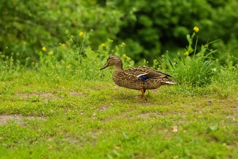 Small Domestic Ducks on Green Grass Springtime Stock Photo - Image of ...