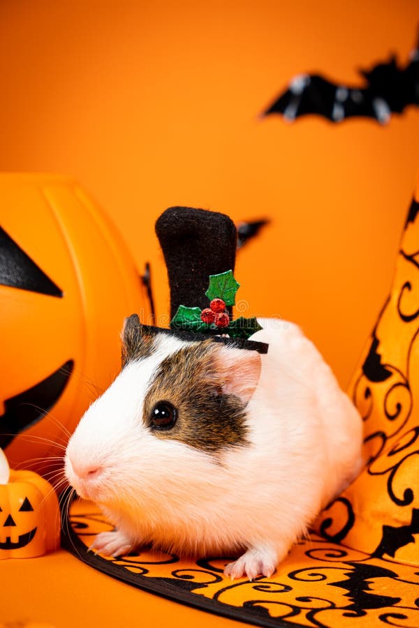 A Small Domestic Guinea Pig Celebrates Halloween. Stock Image - Image ...