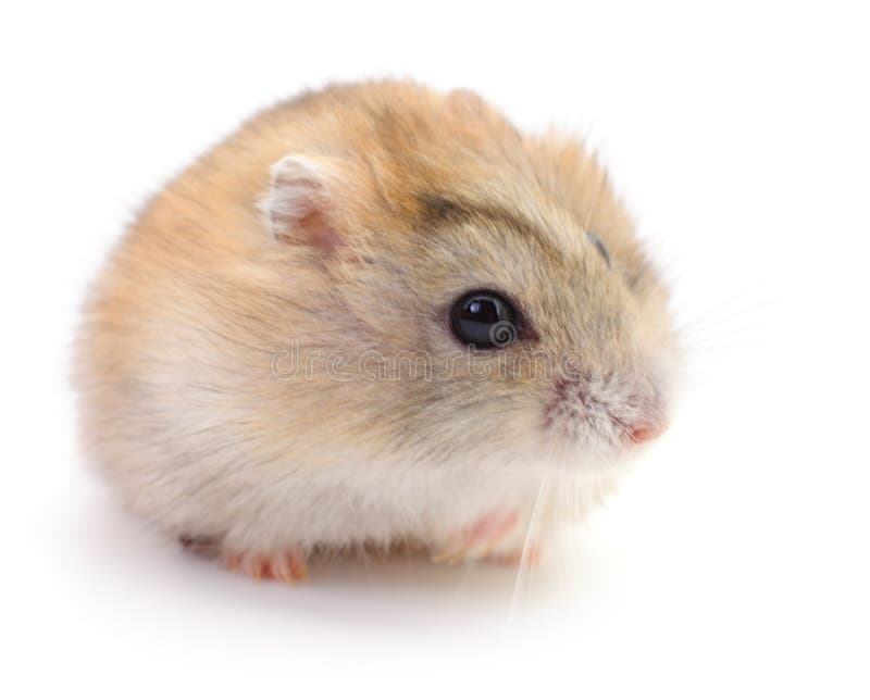 Small domestic hamster stock image. Image of cute, animals - 154575713