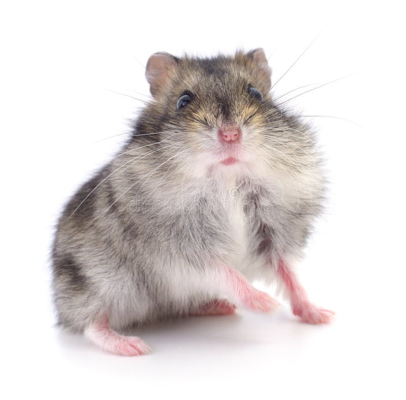 Small domestic hamster. stock photo. Image of animals - 89998298
