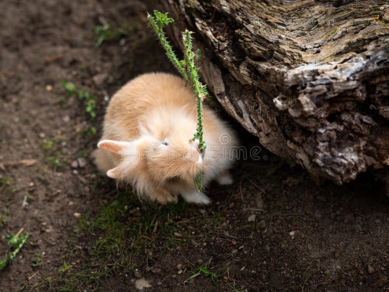 A Small Domestic Rabbit in a Zoo Stock Photo - Image of eyes, isolated ...
