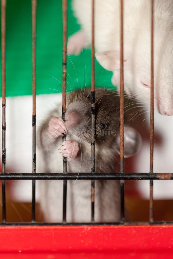 Two small domestic rats stock image. Image of studio - 12498957