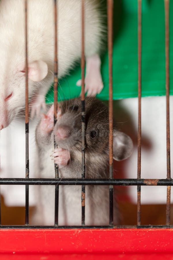 Rats in cage stock photo. Image of whisker, domestic - 18307904