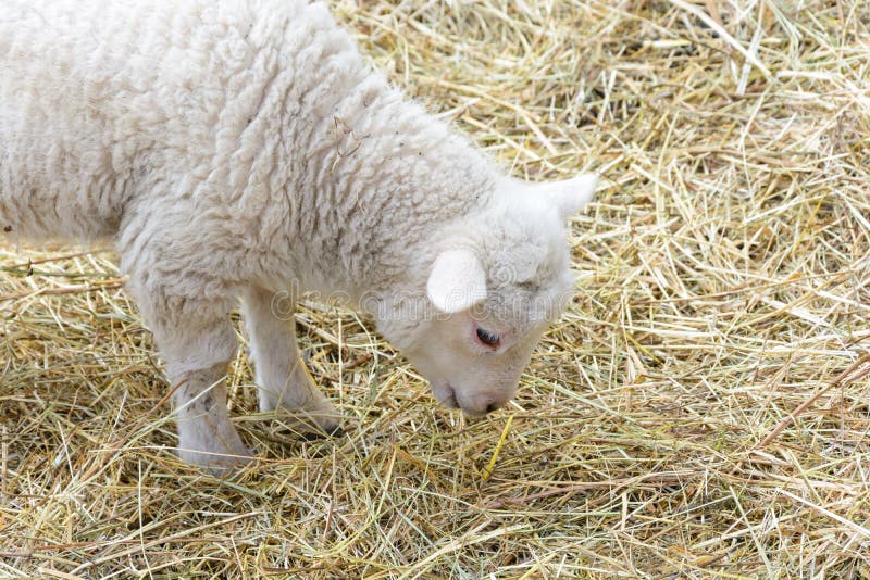 Small Domesticated Lamb on Pasture Stock Image - Image of fluffy ...