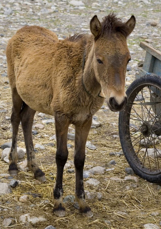 Small donkey stock photo. Image of brown, wool, hoof, stones - 4676588
