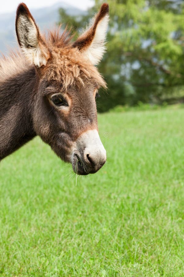 Wild Burro stock image. Image of donkey, desert, wild - 11110677
