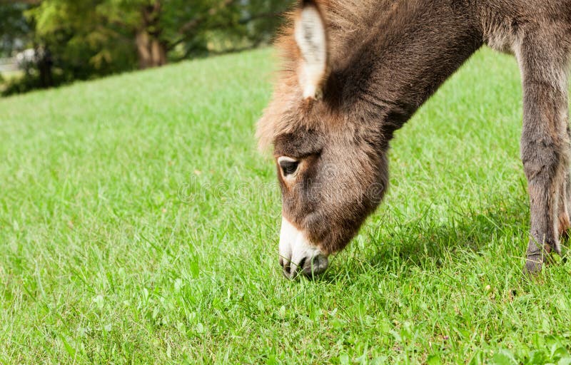Small donkey stock photo. Image of animal, farming, farm - 46713420