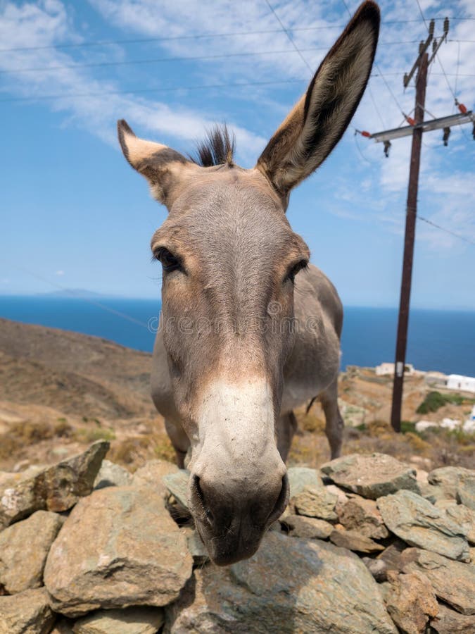 A Small Donkey Under the Sun Stock Image - Image of beautiful, outdoor ...