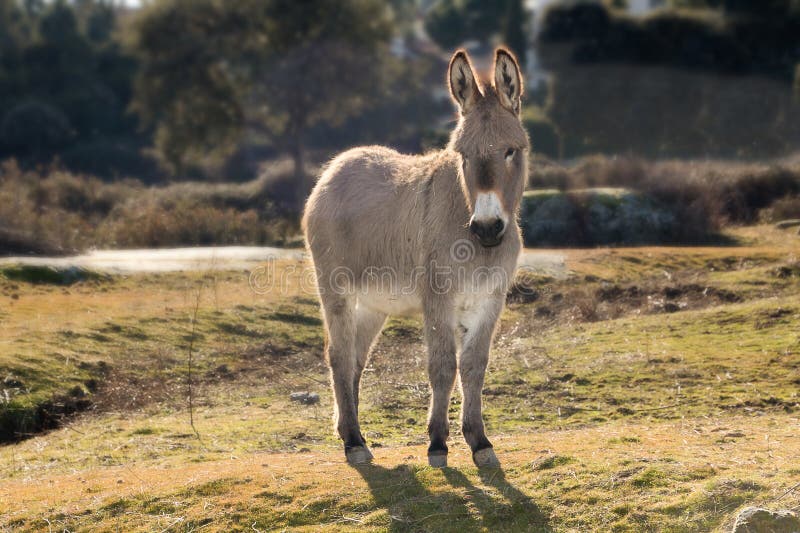 Light Tan Donkey stock image. Image of donkey, mountain - 32695087