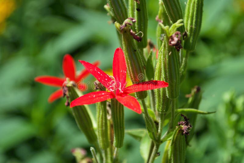 Small Dotted Leopard Lily Flower Growing in Spring Stock Image - Image ...
