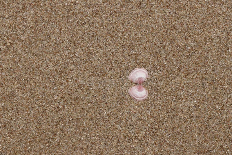 A Small Double Shell on the Beach Stock Photo - Image of morze, water ...