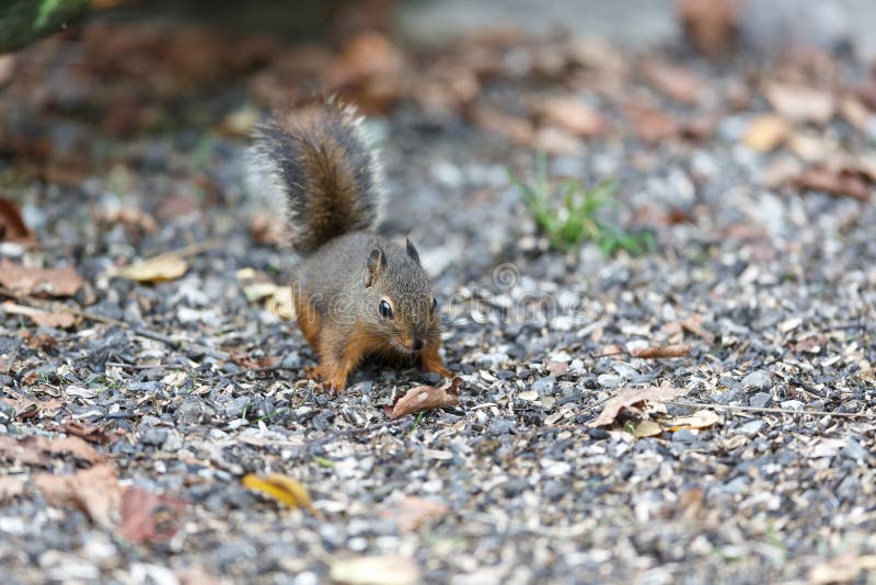Small Douglas squirrels stock image. Image of yellow - 127347791