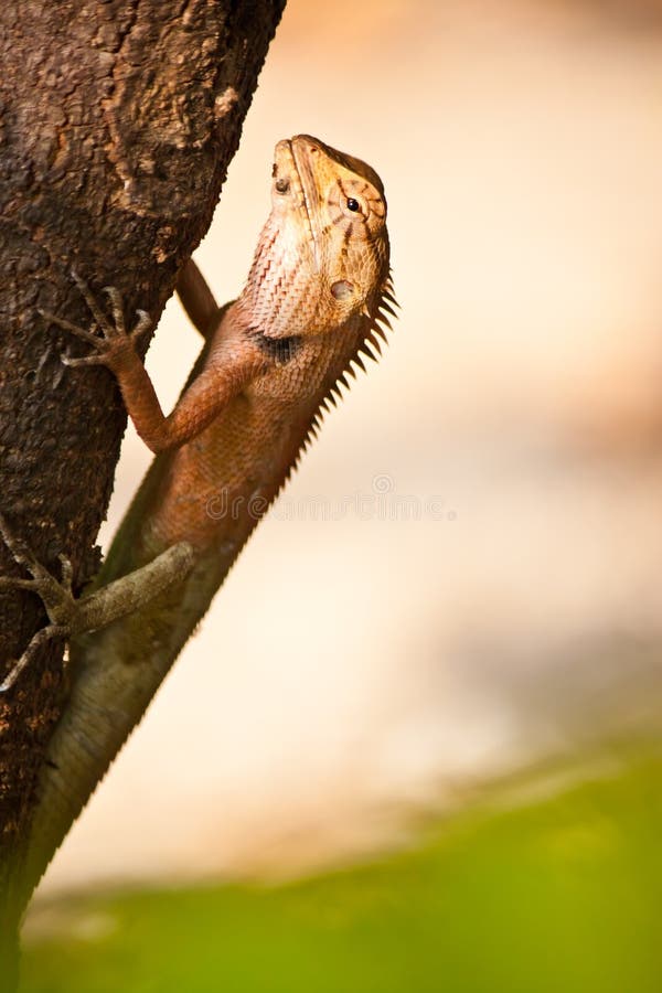 Small dradon stock photo. Image of look, dragon, nature - 29505074