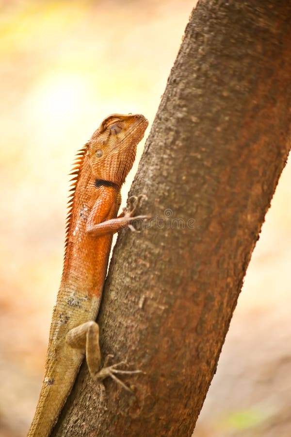 Small dragon stock photo. Image of branch, leisure, camouflage - 29505200