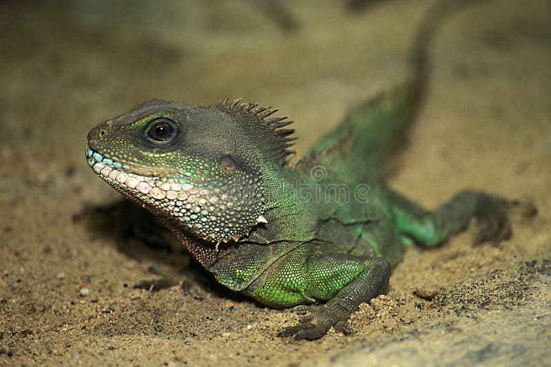 The small dragon stock photo. Image of crest, skin, green - 412040