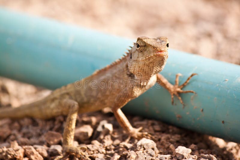 Small dragon stock photo. Image of branch, leisure, camouflage - 29505200