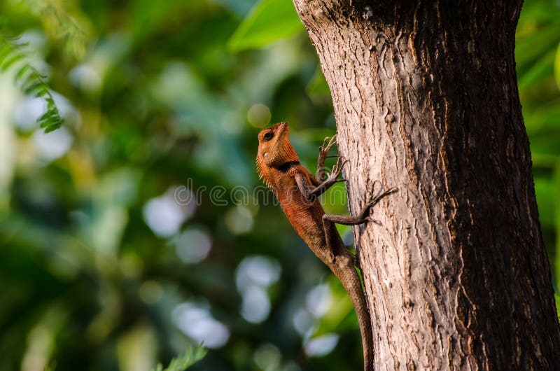 Small dragon, lizard stock photo. Image of endangered - 29282838